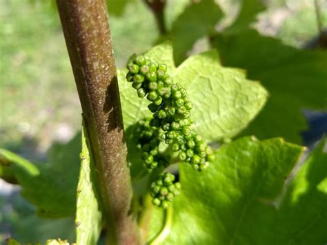 Promessa Foto Di Alessandro Guerrini Guerrini Photographers