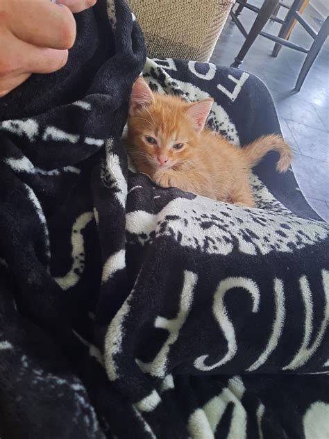 Smol Guy When He Was Smol R Illegallysmolcats