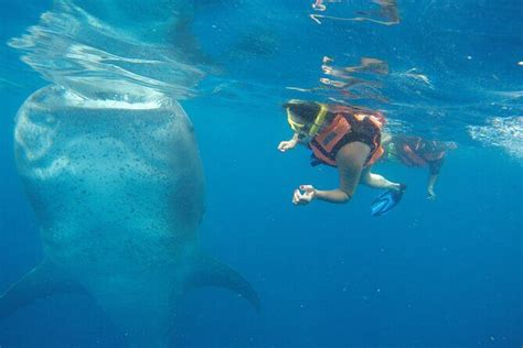 Whale Shark Tour Isla Mujeres