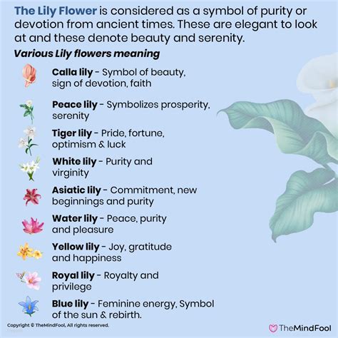 Lily Flower Meaning The Complete Guide To Lily Meaning And Symbolism