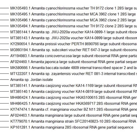 phylogenetic tree for amanita species based on maximum likelihood