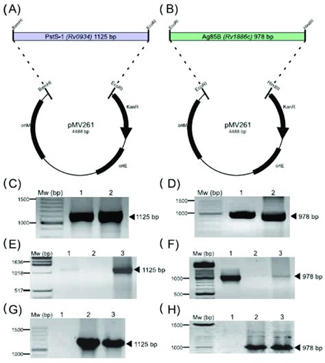 Plasmid Design And Construction Of A Pmv261 Rv0934 For Psts 1 And B