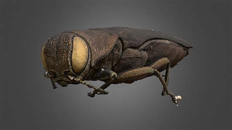 Agrilus Anxius Download Free 3d Model By Digital Archive Of Natural