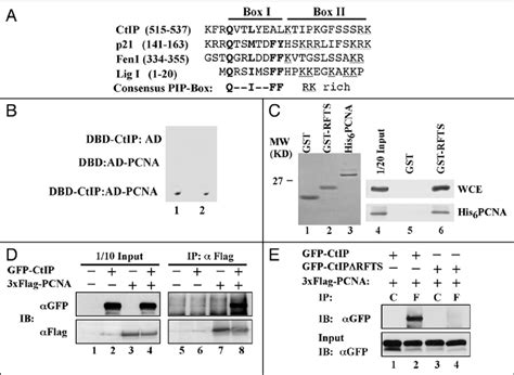Ctip Interacts With Pcna In Vitro And In Vivo A A Portion Of The Download Scientific Diagram