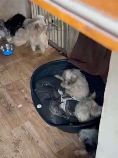 Snezhana Zahist Tvarin 🍩 Пост соцмережі видаляють але ми встигли зробити з волонтерами роботу