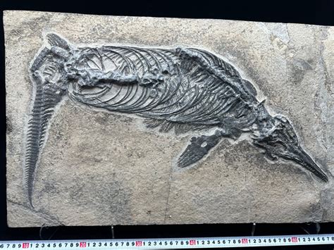 Fossiel Fossiele Matrix Mixosaurus 63 Cm 38 5 Cm Online Veiling Catawiki