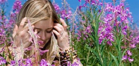 Как собирать иван чай заготовка и ферментация