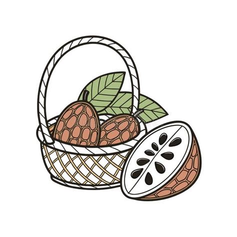 Cocoa Pods In A Basket Illustration Food Drawing Stock Illustration Illustration Of Chocolate