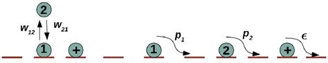 figure 1 from multi species asymmetric simple exclusion process with