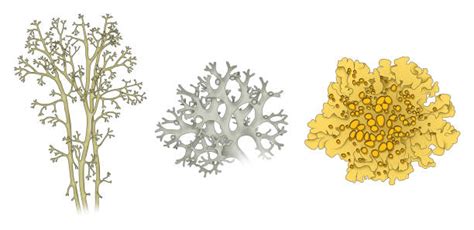 Lichen Illustrations Royalty Free Vector Graphics And Clip Art Istock