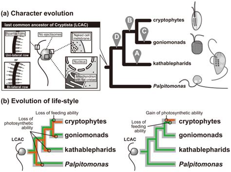 A The Phylogenetic Relationship Among Cryptophytes Goniomonads Download Scientific Diagram