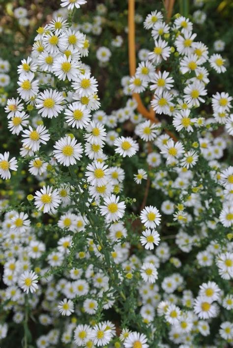 Aster Ericoides White Heather Tuin Achtertuin Planten