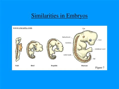 Ppt Evolution Evidence Of Evolution Powerpoint Presentation Free