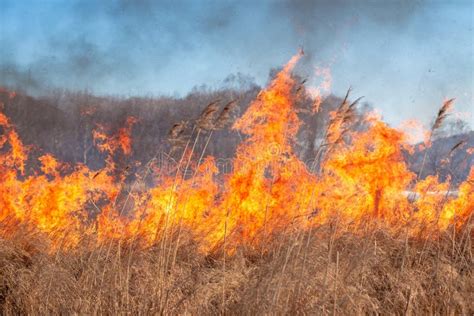 A Strong Fire Spreads In Gusts Of Wind Through Dry Grass Stock Image