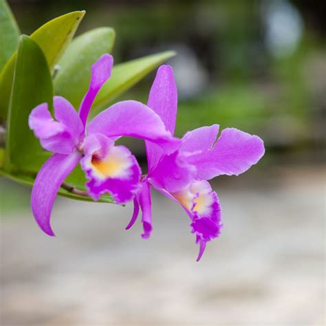 Insulele Filipine Rccl