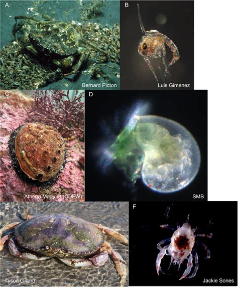 Benthic Adult And Dispersing Pelagic Larval Stages Of Three Species Of Download Scientific