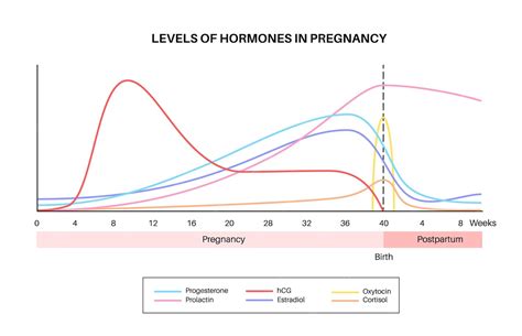 Premium Vector Levels Of Hormones In Pregnancy Hcg Prolactin Cortisol Estradiol Progesterone