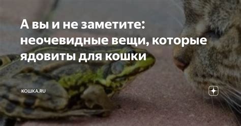 А вы и не заметите неочевидные вещи которые ядовиты для кошки Кошка Ru Дзен