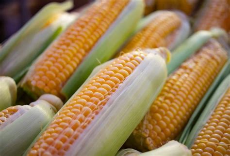 სიმინდის რაოდენობა რომელიც გაგასუქებთ რჩევები ვივიენისგან