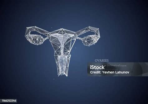 난소 낮은 폴리 와이어 프레임 스타일 여성 생식 기관 자궁과 난소 건강 관리 진한 파란색 배경에 격리 된 추상 그림입니다 입자는 기하학적 실루엣으로 연결됩니다 난소에 대한
