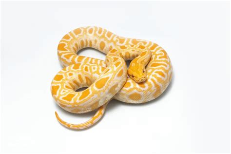 20 Ball Python Morphs Understanding Genetics