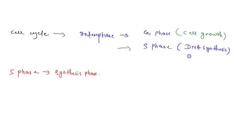 Solved The Term S Phase Refers To A Dna Synthesis During Interphase