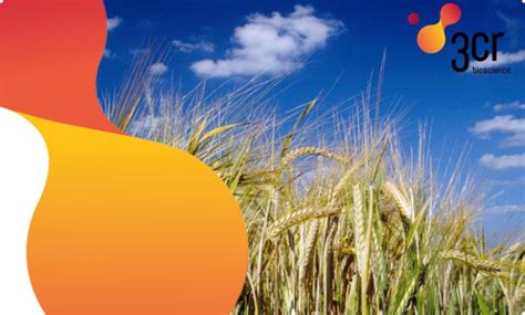 High Resolution Snp Genotyping In Barley Discover Spt2