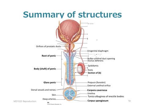 diagram of w3 summary of structures quizlet
