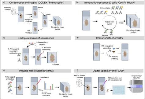 Institute Of Tissue Medicine And Pathology At The University Of Bern On Linkedin The Current