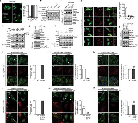 Function Of The Tfeb Nc Rag Gtpases Interface A Cells Expressing Download Scientific Diagram