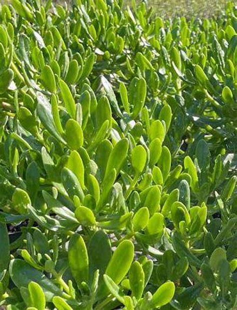Sedum Praealtum Green Cockscomb Grown In A 6 Pot Etsy