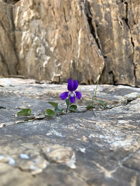 Lone Swift Violet R Totk