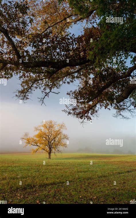 A Singular Walnut Tree Juglans Nigra Is Displaying Its Autumn Splendor In Cades Cove Great