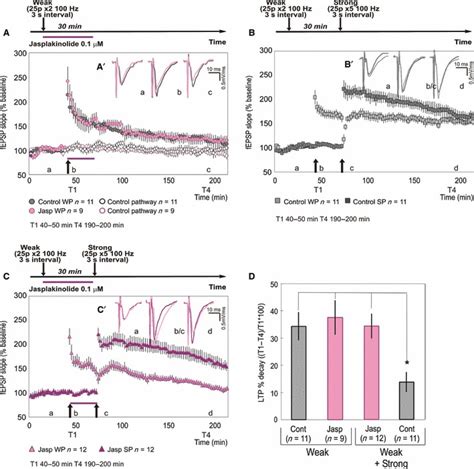 Inhibition Of Actin Depolymerization Blocks Synaptic Capture A