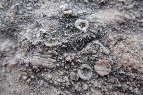 The Epic Park In Arizona Where You Can Take Home Million Year Old Fossils Fossils Arizona