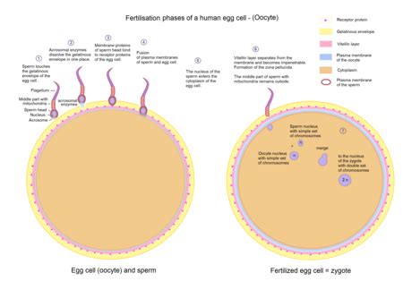 Sexual Reproduction Process Forms What Is Sexual Reproduction