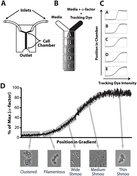 Microfluidics Device Generates α Factor Gradients And Response Of Yeast Download Scientific