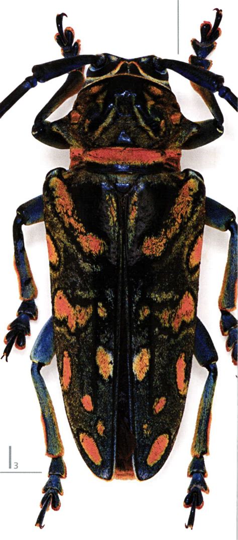 Poul Beckmann Crawling Jewels Ganoksin Jewelry Making Community