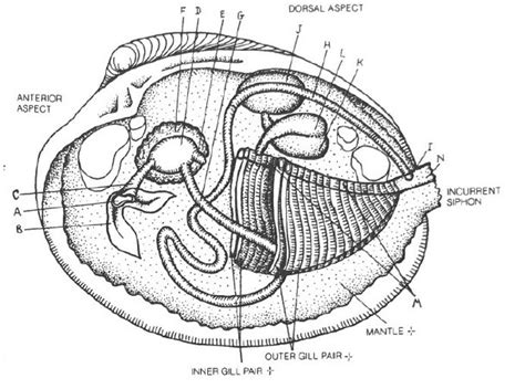Clam 2 Digestive And Excretory Systems Diagram Quizlet