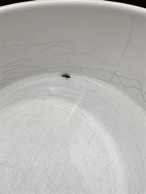 What Is This Bug How Do I Get Rid Of Them R Bugidentification