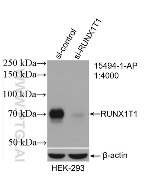 RUNX T Antibody AP Proteintech