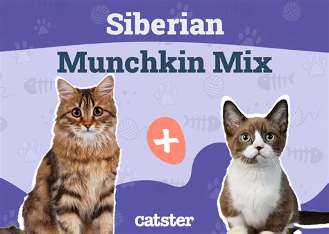Siberian Munchkin Cat Mix Info Pictures Temperament And Traits Catster