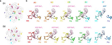 nucleotide binding pockets a top view of substrate bound p97 hexamer