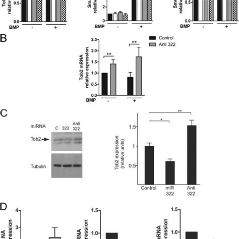 Mir 322 Enhances Osx Msx2 And Runx2 Expression A C2c12 Cells