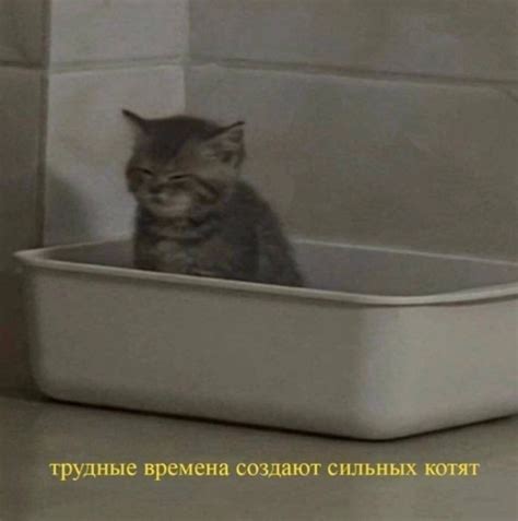 трудные времена создают сильных котят | Кошачьи цитаты, Мемы, Котята