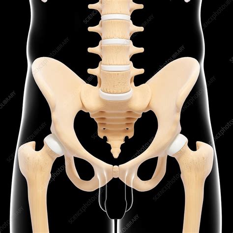 Male Pelvic Bones Artwork Stock Image F007 3054 Science Photo