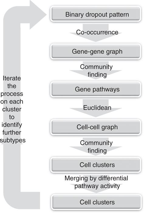 Flowchart Of Co Occurrence Clustering The Co Occurrence Clustering Download Scientific Diagram