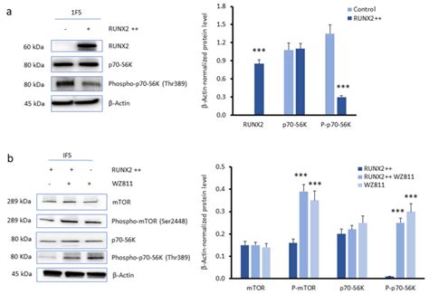 Exploring The Interplay Of Runx2 And Cxcr4 In Melanoma Progression Pmc