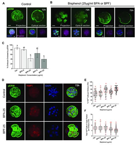 Bisphenol Exposure During Morula Formation Disrupts Cell Polarity And Download Scientific