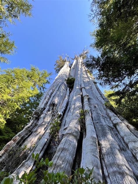Western Red Cedar Tree In Washington State Western Redcedar—tree Of
